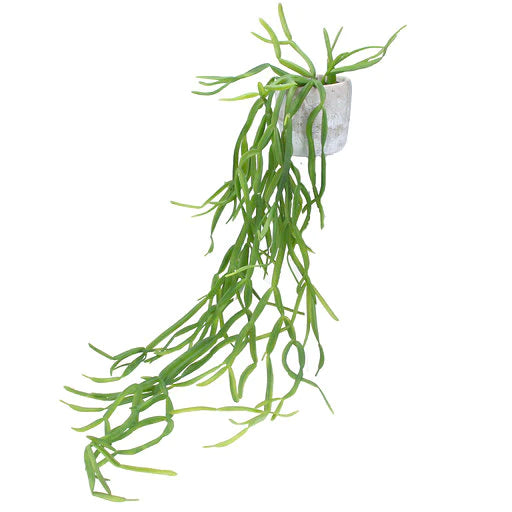 Faux Trailing Segmented Succulent in Pot – No.14 Ampthill